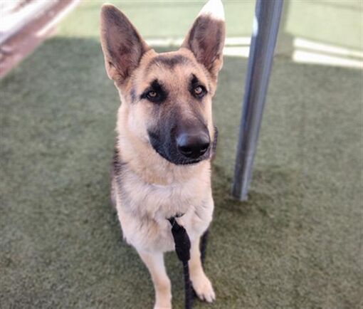 Phoenix, AZ - German Shepherd Dog. Meet ZAGREUS a Pet for Adoption ...