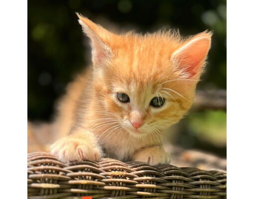 Springfield, OH - Domestic Mediumhair. Meet Jove a Pet for Adoption ...