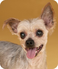 Chicago, IL - Yorkie, Yorkshire Terrier. Meet Harley a Pet for Adoption ...