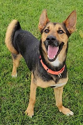 Seattle, WA - German Shepherd Dog. Meet Oriole a Pet for Adoption ...