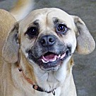 Pug Puppies - Pug Rescue and Adoption Near You