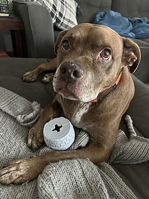 Burgaw, NC - Boxer. Meet Becca a Pet for Adoption - AdoptaPet.com