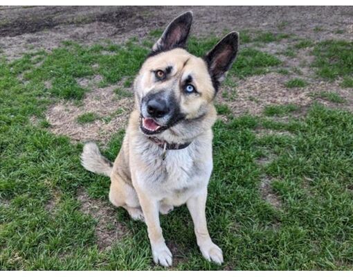 Plano, TX - Akita. Meet ROWAN a Pet for Adoption - AdoptaPet.com