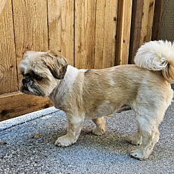 Tumwater, WA - Shih Tzu. Meet Suzy a Pet for Adoption - AdoptaPet.com