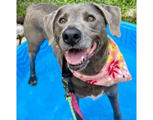 Austin, TX - Blue Lacy/Texas Lacy. Meet Rudder a Pet for Adoption ...