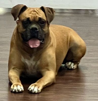 Chicago, IL - Boxer. Meet WINNIE a Pet for Adoption - AdoptaPet.com