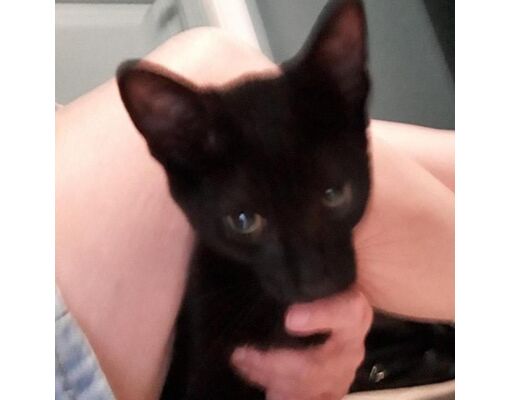 Laurel, MD - Domestic Shorthair. Meet Montrose a Pet for Adoption ...