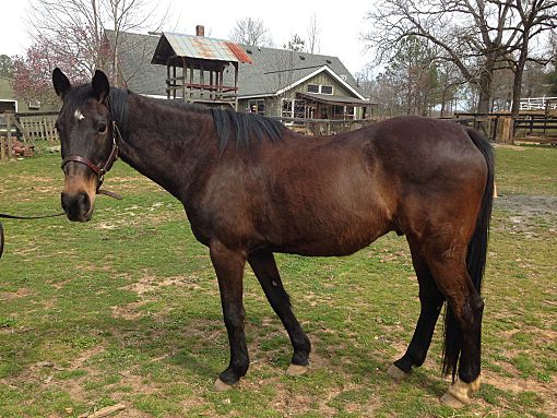 Cumming, GA - Thoroughbred. Meet Beau a Pet for Adoption - AdoptaPet.com