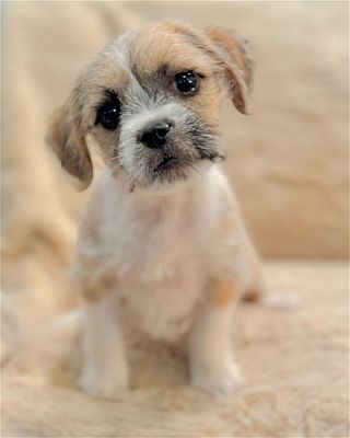 San Antonio, TX - Cocker Spaniel/Pug. Meet Mr Caramel a Pet for ...