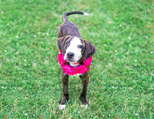 Unionville, PA - Plott Hound. Meet Lacey a Pet for Adoption - AdoptaPet.com