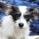 Papillon Puppies - Papillon Rescue and Adoption Near You