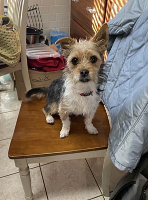 Johnston, RI - Boston Terrier/Yorkie, Yorkshire Terrier. Meet Brodie a ...