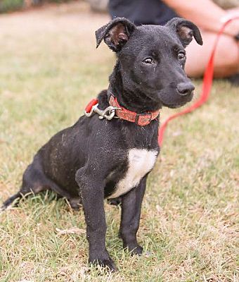 San Diego, CA - Dachshund/Rat Terrier. Meet Czech a Pet for Adoption ...