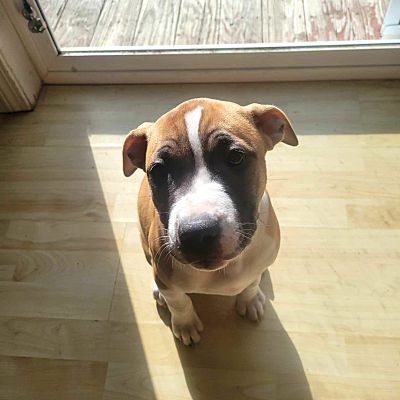 Worcester, MA - Terrier (Unknown Type, Medium)/Mixed Breed (Medium ...