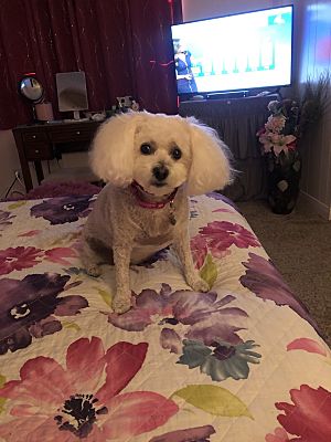 Hot Springs Village, AR - Maltipoo. Meet Pearl a Pet for Adoption ...