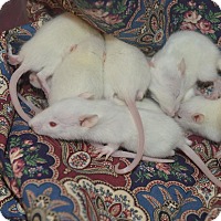 Orlando, FL - Rat. Meet Baby Rats a Pet for Adoption.