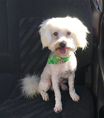 Victorville, CA - Lhasa Apso/Poodle (Miniature). Meet Blake a Pet for ...