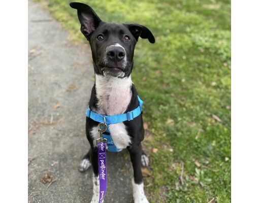 Baltimore, MD - Great Dane/American Pit Bull Terrier. Meet Bogart a Pet ...