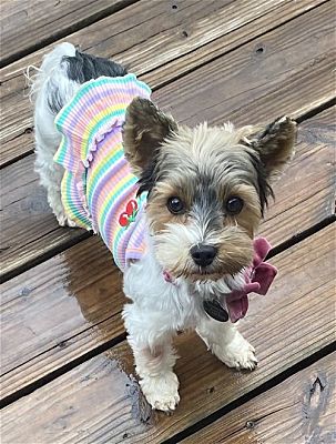 St. Louis Park, MN - Yorkie, Yorkshire Terrier. Meet Sourdough a Pet ...