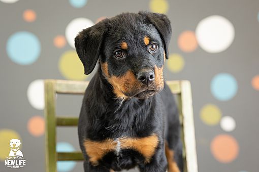 Portland, OR - Rottweiler. Meet Luther a Pet for Adoption - AdoptaPet.com