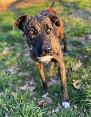 Catoosa, OK - Belgian Malinois/Greyhound. Meet Ethel a Pet for Adoption ...
