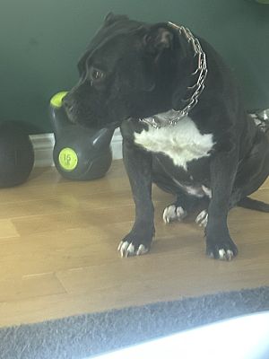 Glen Burnie, MD - American Bulldog/American Pit Bull Terrier. Meet Zena ...