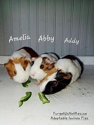 Shelby Township, MI - Guinea Pig. Meet Amelia Abby Addy a Pet for ...