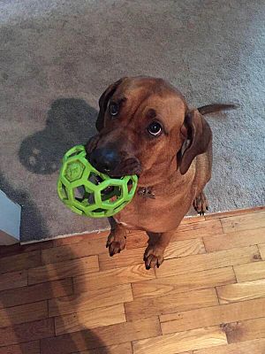 Silverdale, WA - Boxer/Redbone Coonhound. Meet Gadget - Cross Posting a ...