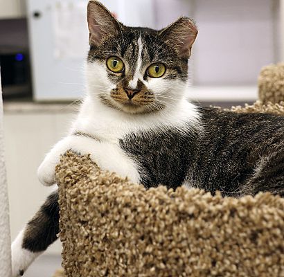 Harrison, NY - Domestic Shorthair. Meet Patty a Pet for Adoption ...