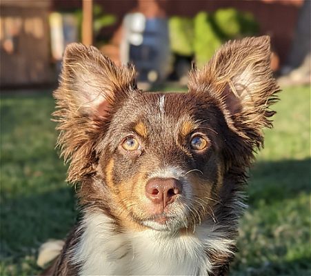 San Ramon Ca Yorkie Yorkshire Terrier Australian Shepherd Meet