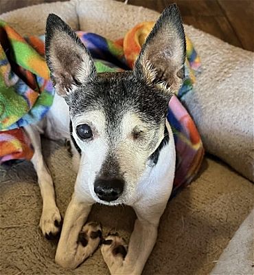 North Myrtle Beach, SC - Rat Terrier. Meet Chloe (SC) a Pet for ...