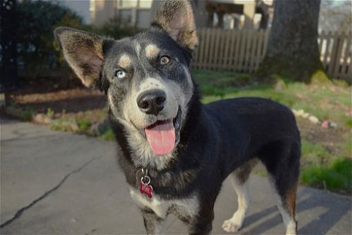 Boston, MA - Husky. Meet Martha a Pet for Adoption - AdoptaPet.com