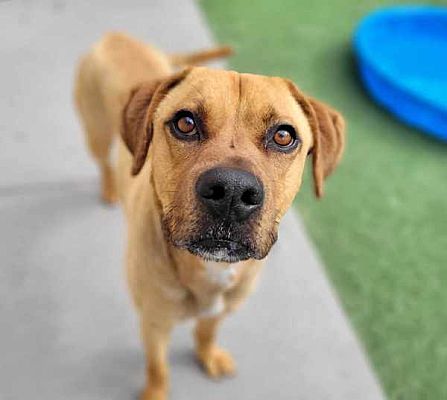 Topeka, KS - Rhodesian Ridgeback. Meet Ransom a Pet for Adoption ...