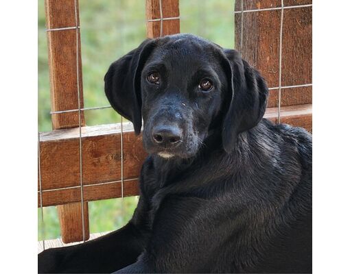 Cincinnati, OH - Labrador Retriever/Rhodesian Ridgeback. Meet Ashland ...