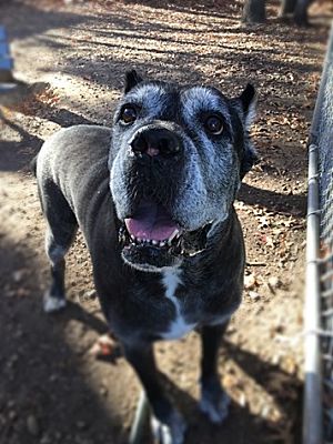Brookhaven, NY - Mastiff. Meet Goliath a Pet for Adoption - AdoptaPet.com