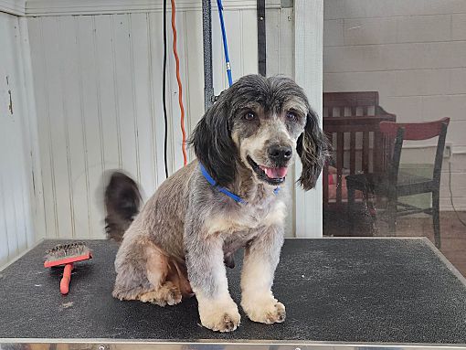 Titusville, FL - Yorkie Poo. Meet Raven a Pet for Adoption - AdoptaPet.com