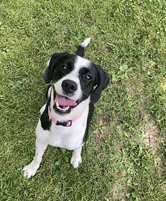 Sparta, NJ - Beagle/Border Collie. Meet Ella a Pet for Adoption ...