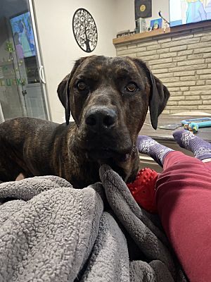 Camarillo, CA - Cane Corso/Rhodesian Ridgeback. Meet Gunner a Pet for ...