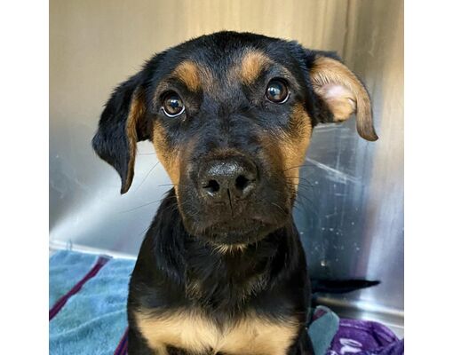 Kanab, UT - Shepherd (Unknown Type)/Mixed Breed (Medium). Meet Harmony ...