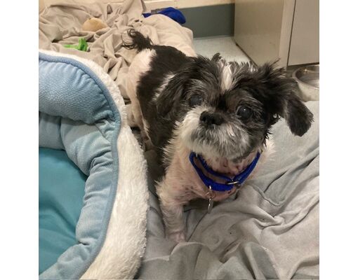 Boston, MA - Shih Tzu. Meet DUCHESS a Pet for Adoption - AdoptaPet.com