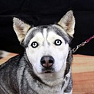 Husky Puppies - Siberian Husky Puppies and Rescue Near You