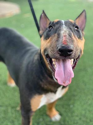Phoenix, AZ - Bull Terrier. Meet Trouble a Pet for Adoption - AdoptaPet.com