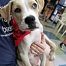 Boxer Puppies - Boxer Rescue and Adoption Near You