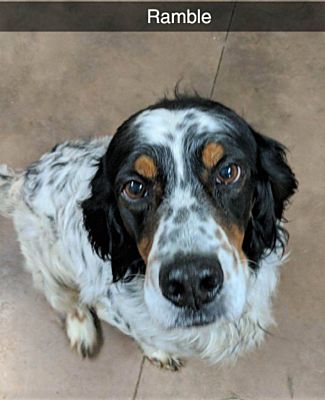 Wilmington, OH - English Setter. Meet Ramble a Pet for Adoption ...
