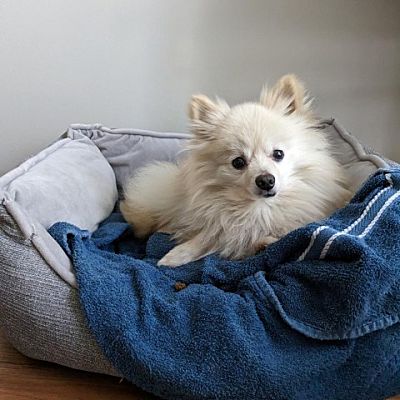 Arlington, VA - Pomeranian. Meet Teddy a Pet for Adoption - AdoptaPet.com