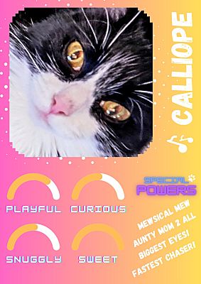 Bremerton, WA - Domestic Mediumhair. Meet Callie (Calliope) a Pet for ...