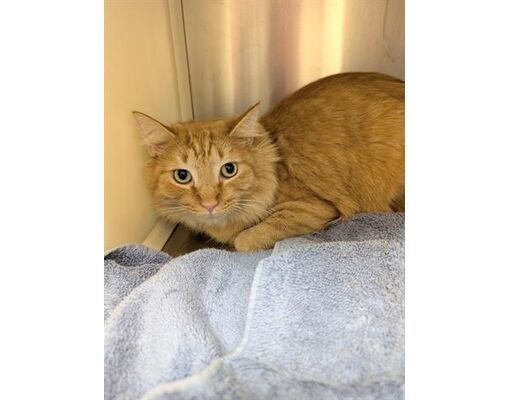 Brighton, CO - Domestic Shorthair. Meet SHELDON a Pet for Adoption ...