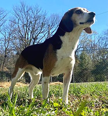 Honeoye Falls, NY - Beagle. Meet Barry a Pet for Adoption - AdoptaPet.com