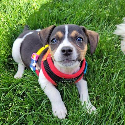 Norfolk, VA - Jack Russell Terrier/Mixed Breed (Medium). Meet Jack Jack ...