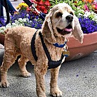 Cocker Spaniel Puppies - Rescue and Adoption Near You